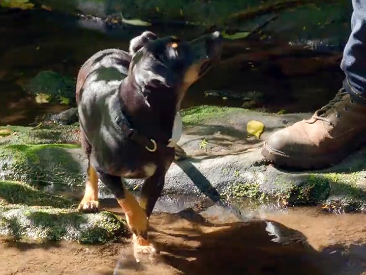 Watch My Pack Life - Season 1 | Prime Video