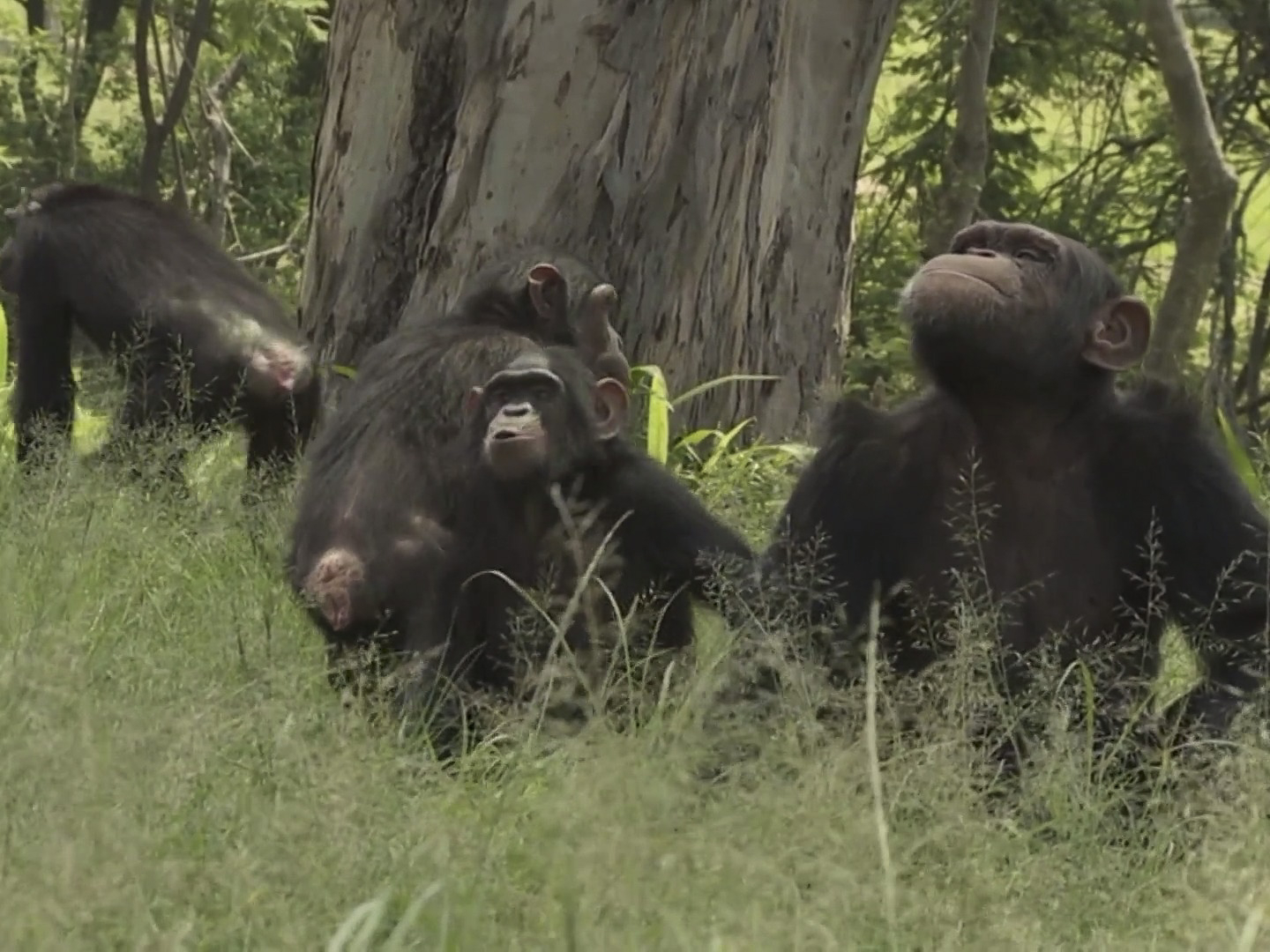 Prime Video: Escape to Chimp Eden - Season 2