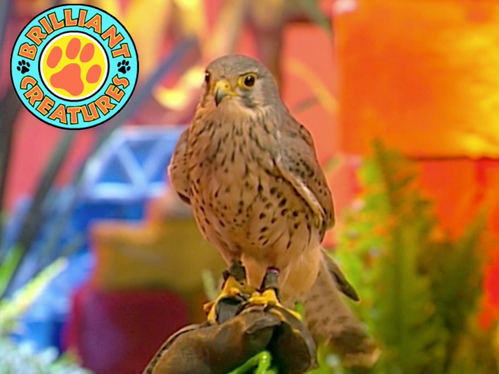 Prime Video: Brilliant Creatures