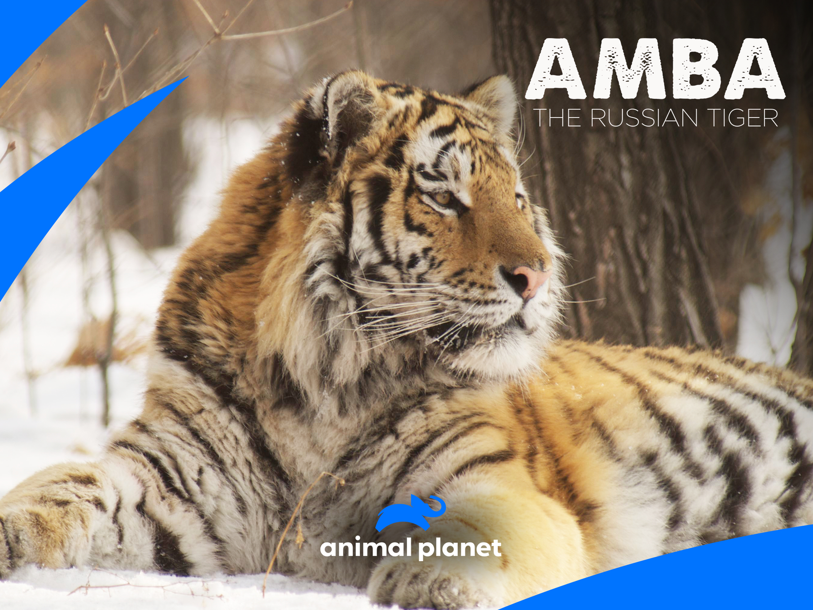 Prime Video: Amba: The Russian Tiger - Season 1