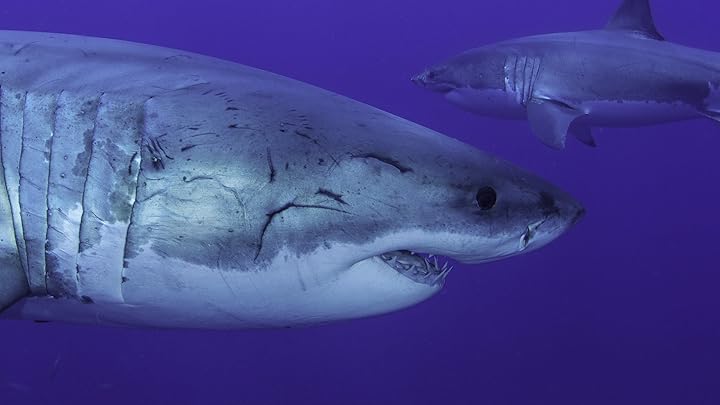 Prime Video: L'Île aux requins - Season 1