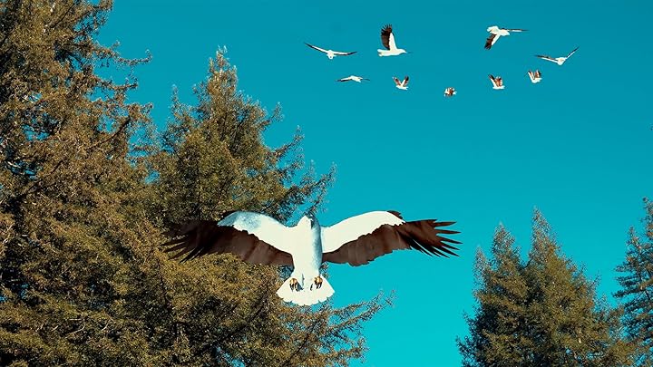 Amazon.com: Birdemic 3: Sea Eagle : Ryan Lord, Julia Culbert, Damien ...