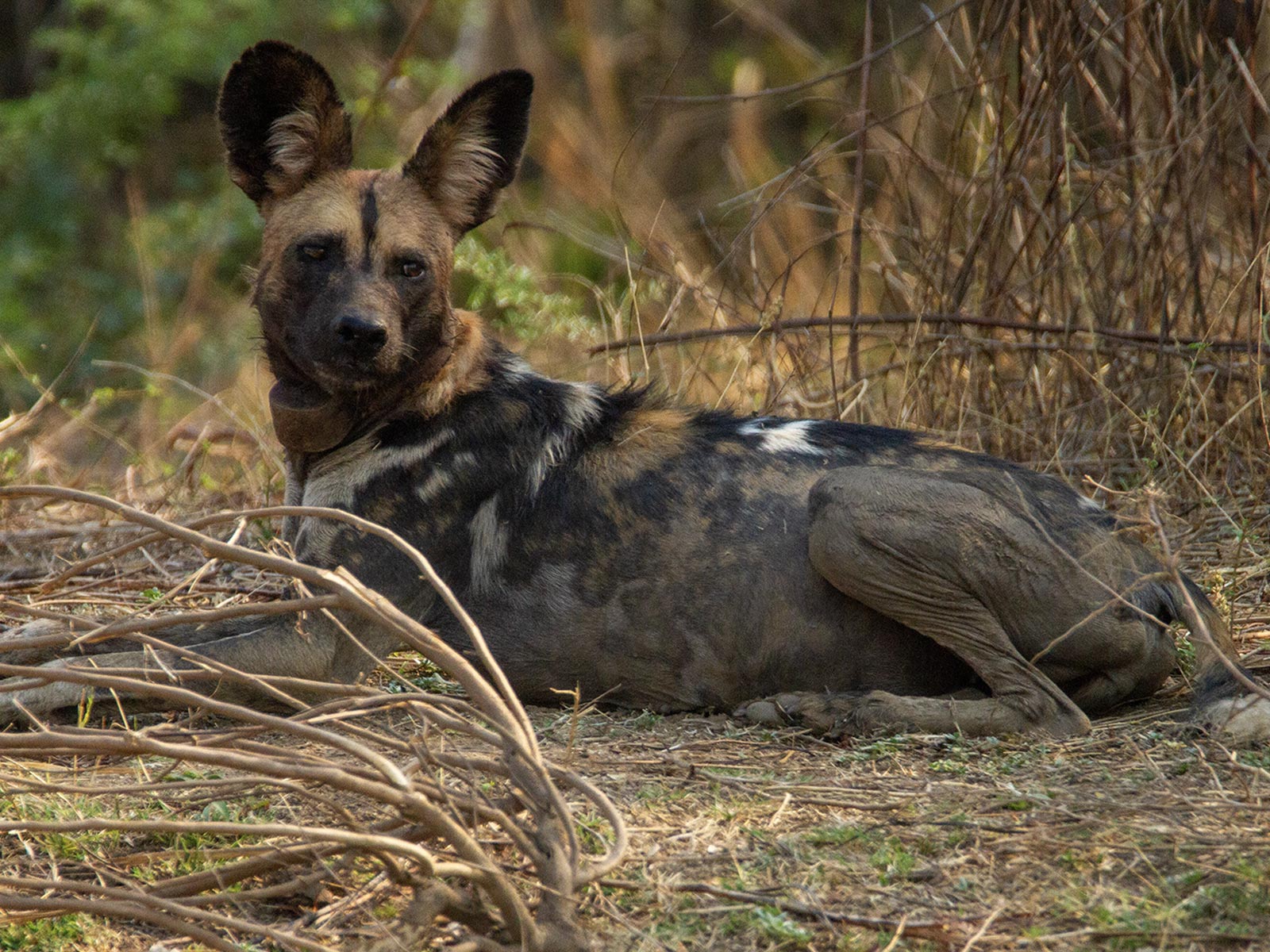 Prime Video: Wild Dogs: Running With The Pack