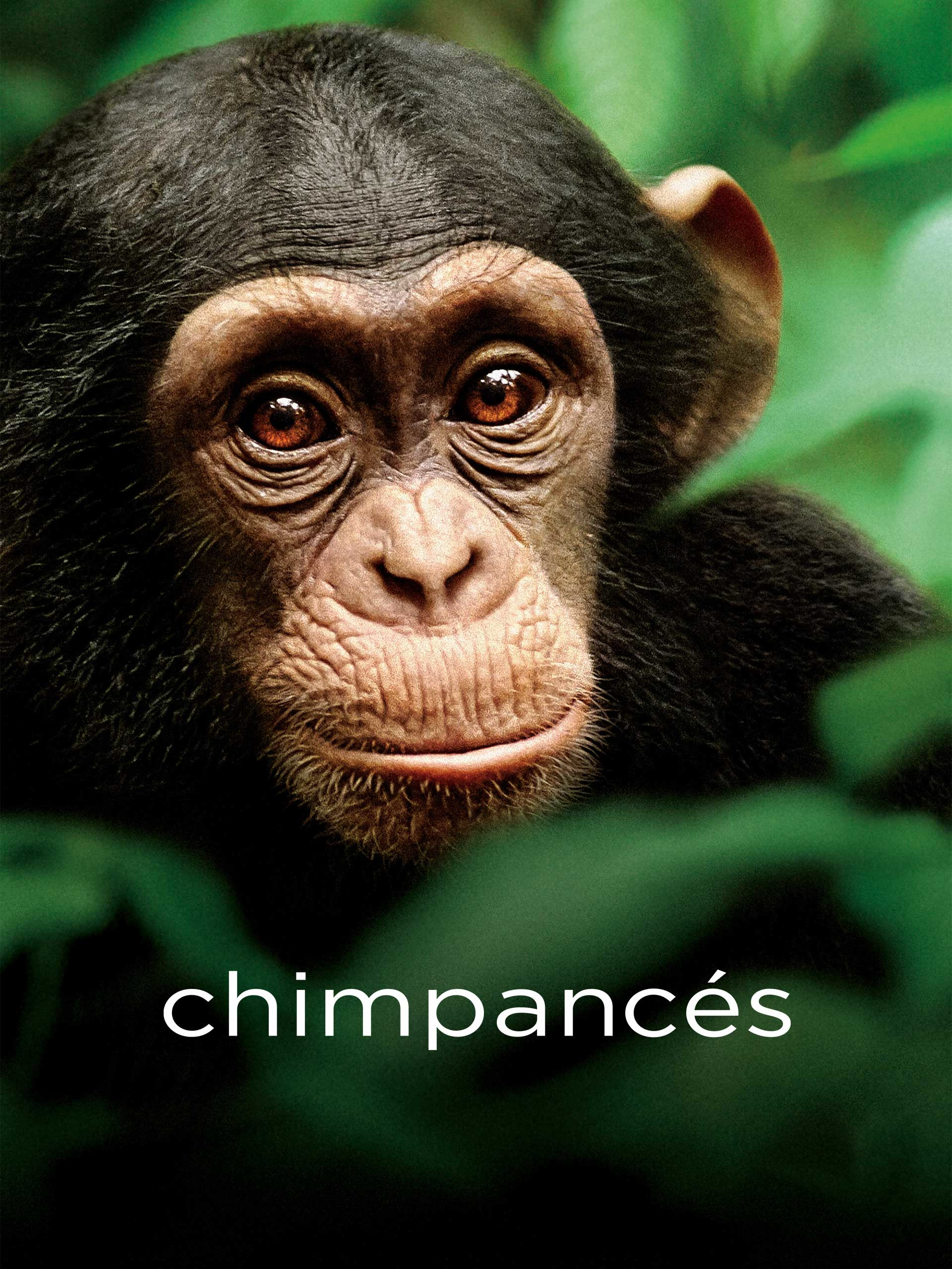 Prime Video: Disneynature Chimpanzee