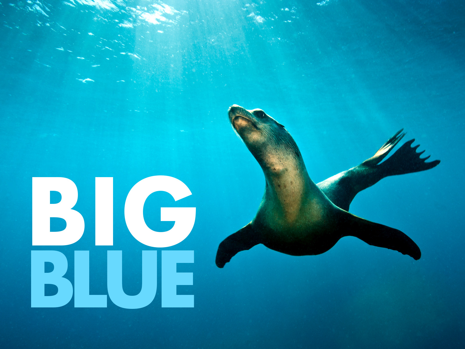 Prime Video: Big Blue, Season 1