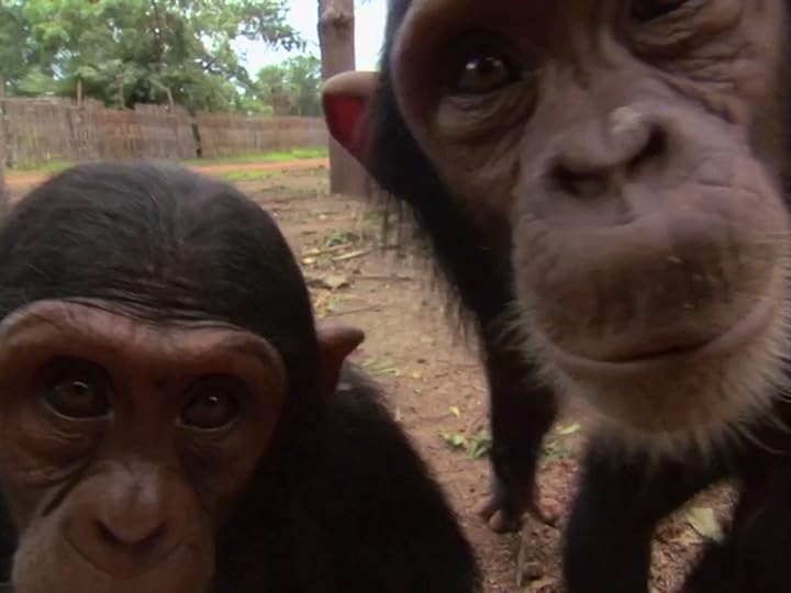 Prime Video: Escape to Chimp Eden - Season 2