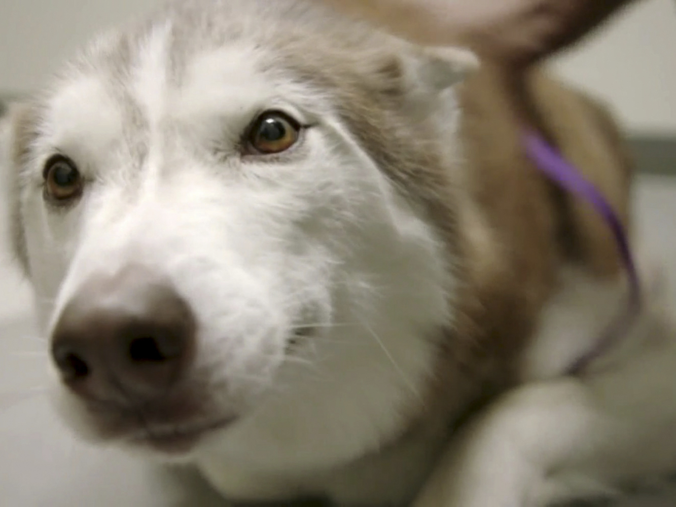 Prime Video: The Vet Life - Season 5