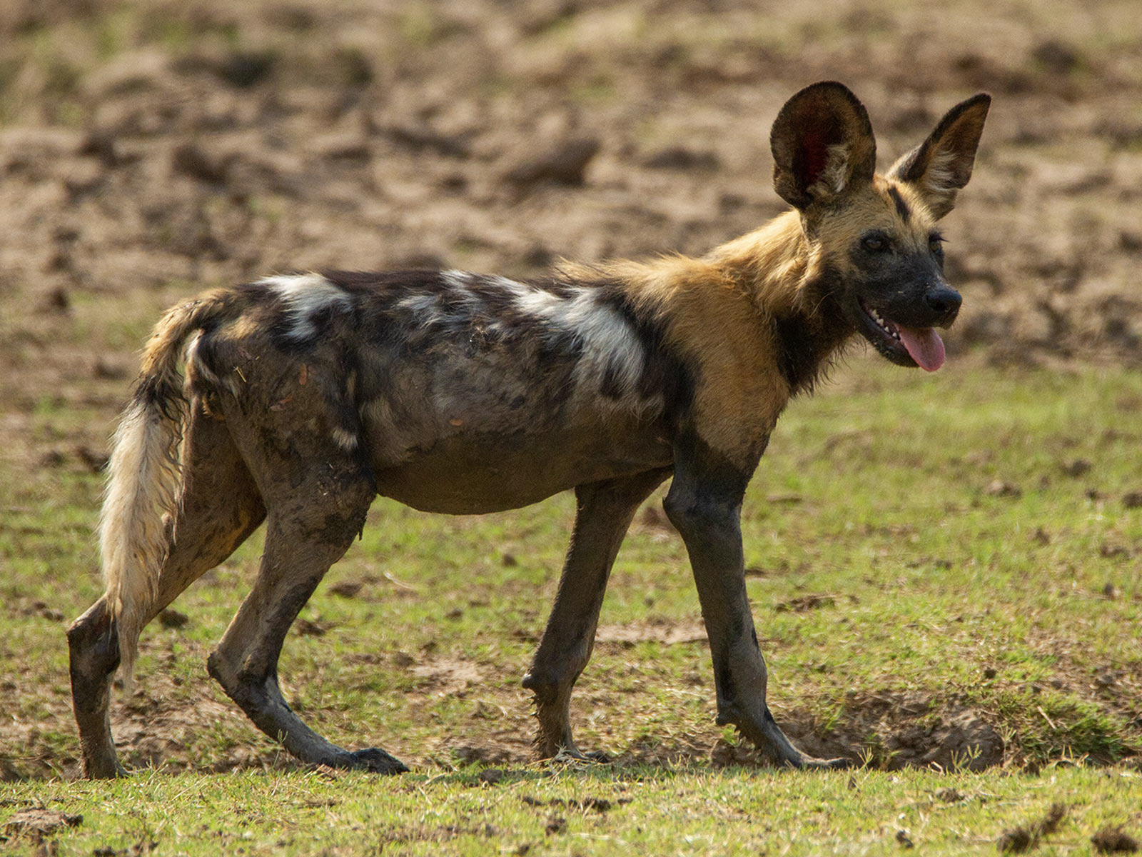 Prime Video: Wild Dogs: Running With The Pack