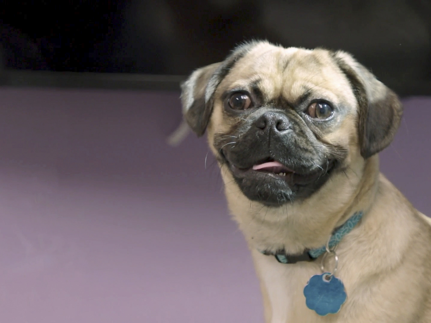 Prime Video: The Vet Life - Season 6