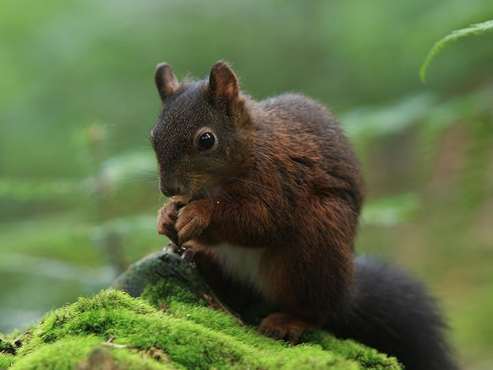 Prime Video: Wild Germany