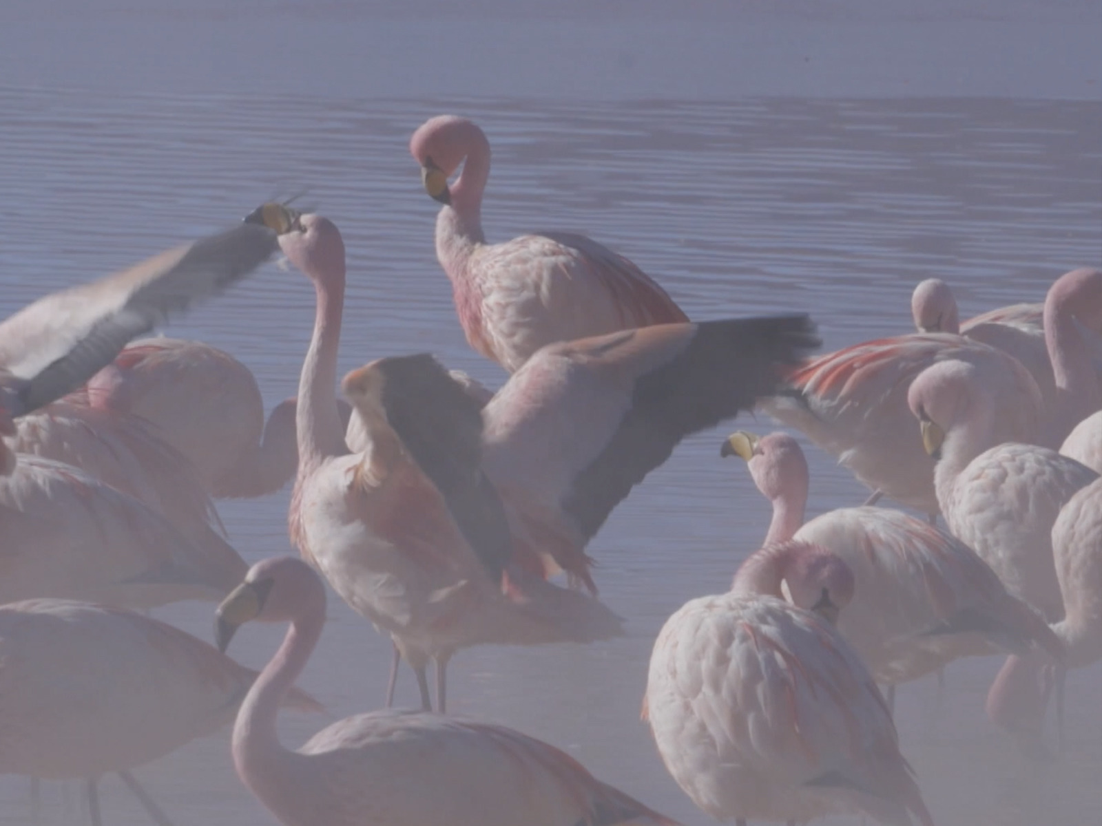 Prime Video: The World in Slow Motion