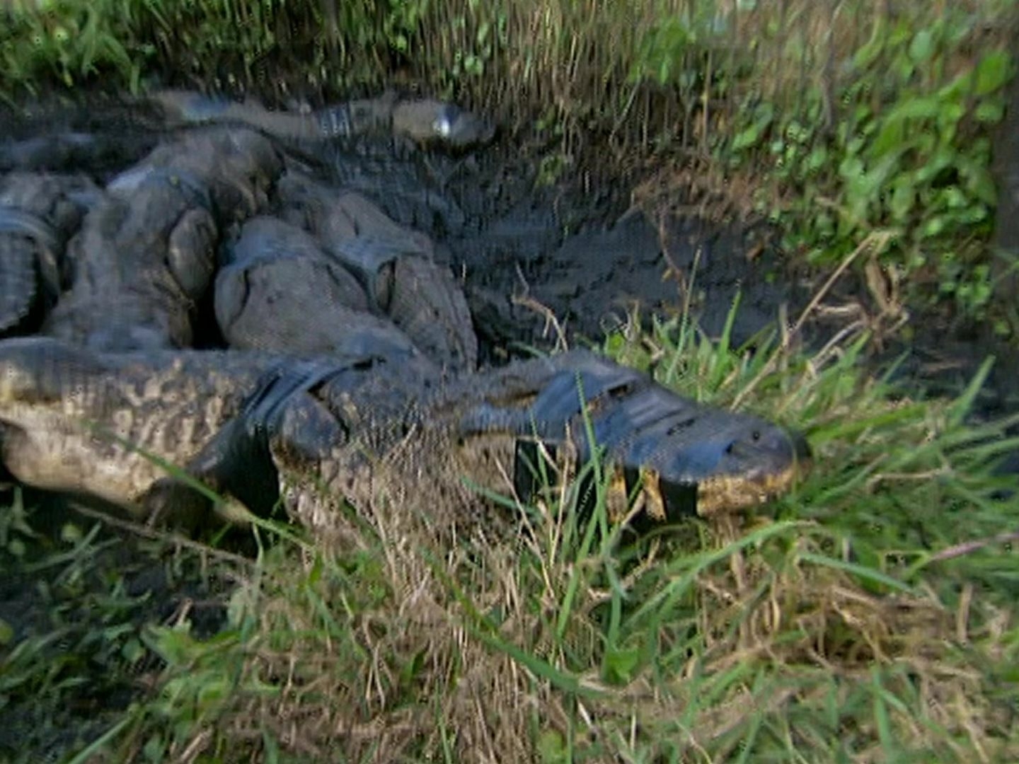 Prime Video: Swamp Brothers - Season 1