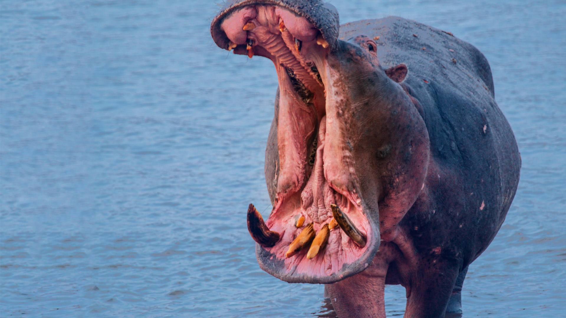 Prime Video: Crazy Monster Fangs