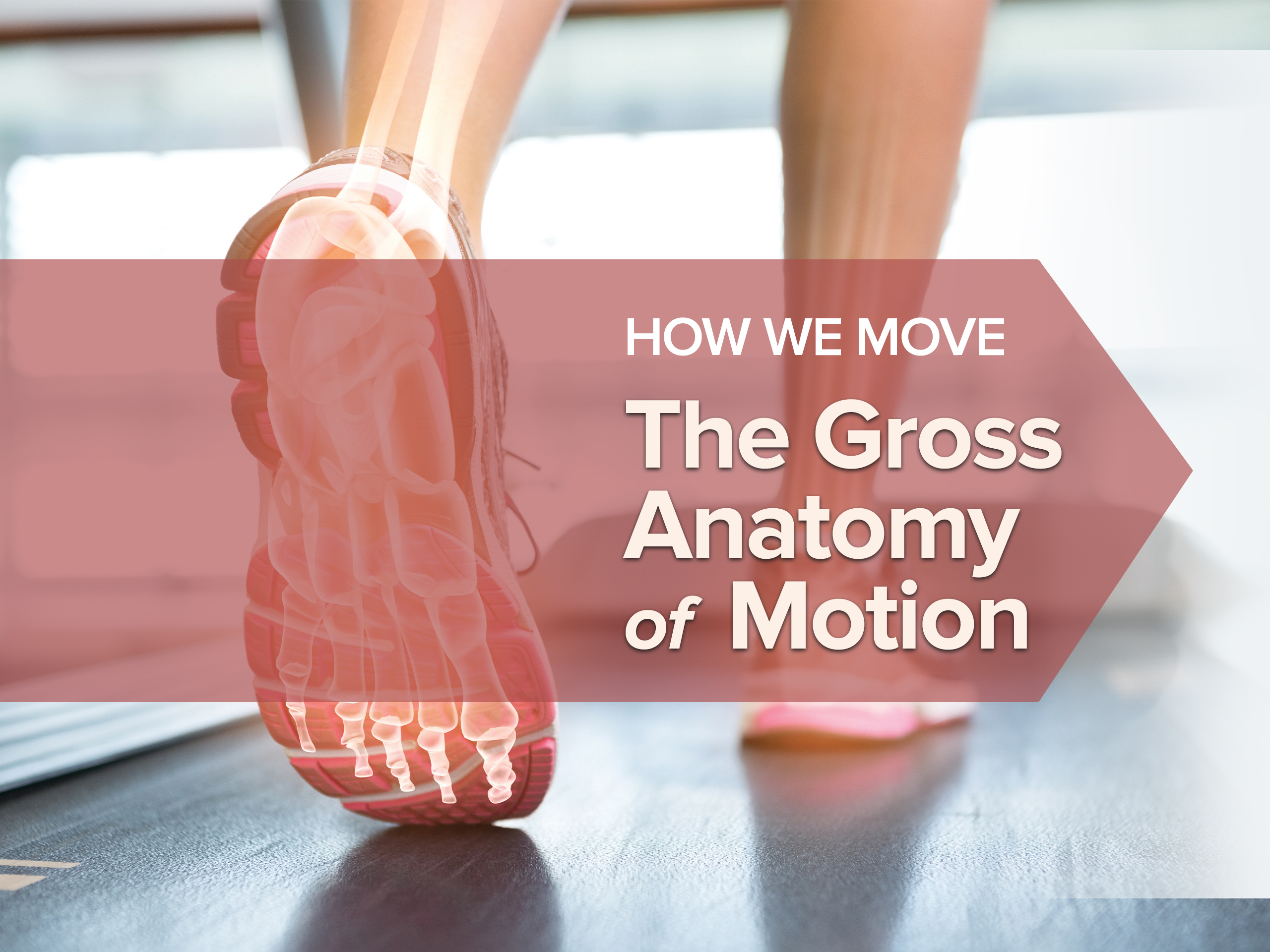 Prime Video: How We Move: The Gross Anatomy of Motion