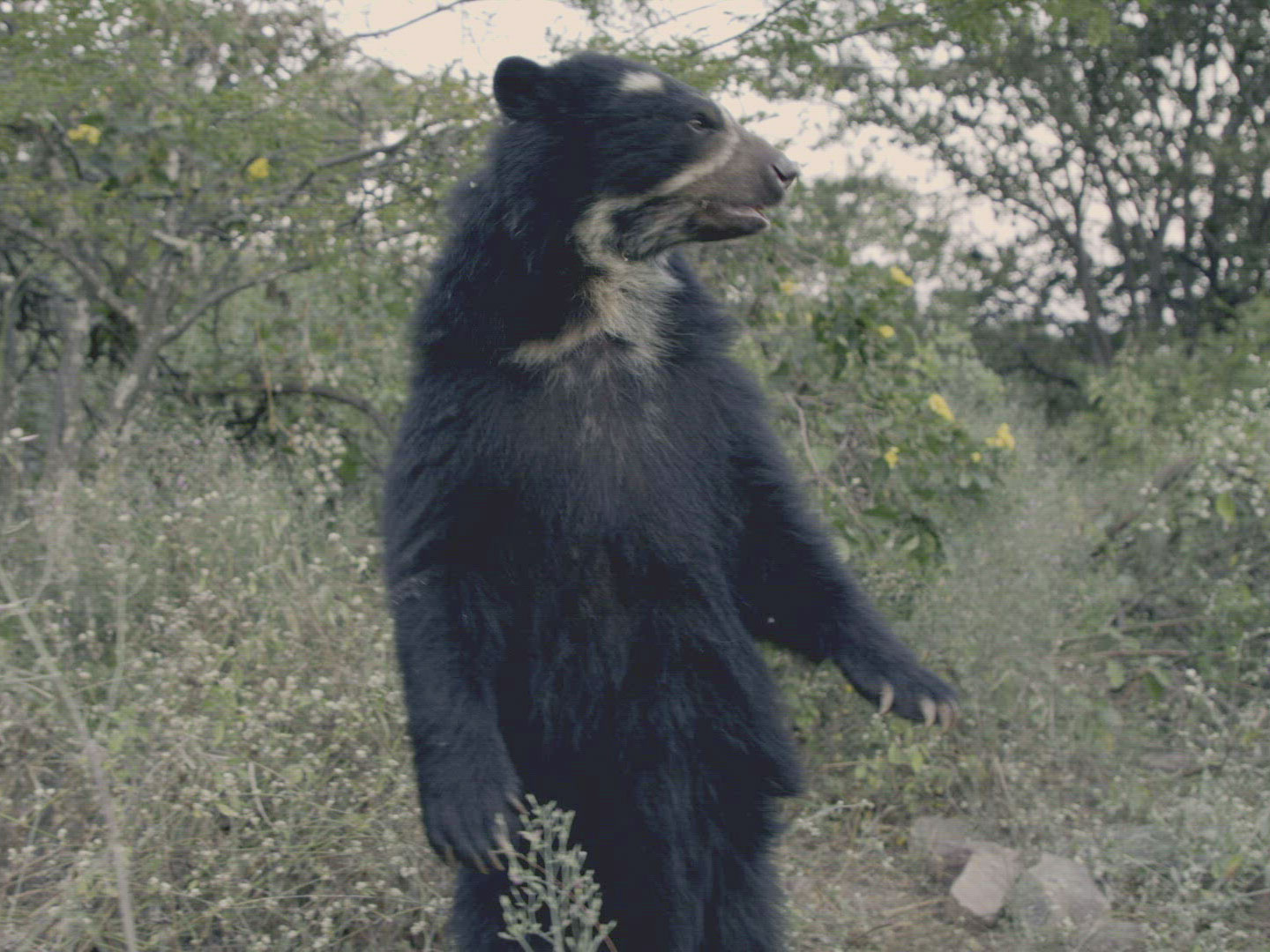 Prime Video: Mysterious Creatures With Forrest Galante - Season 1