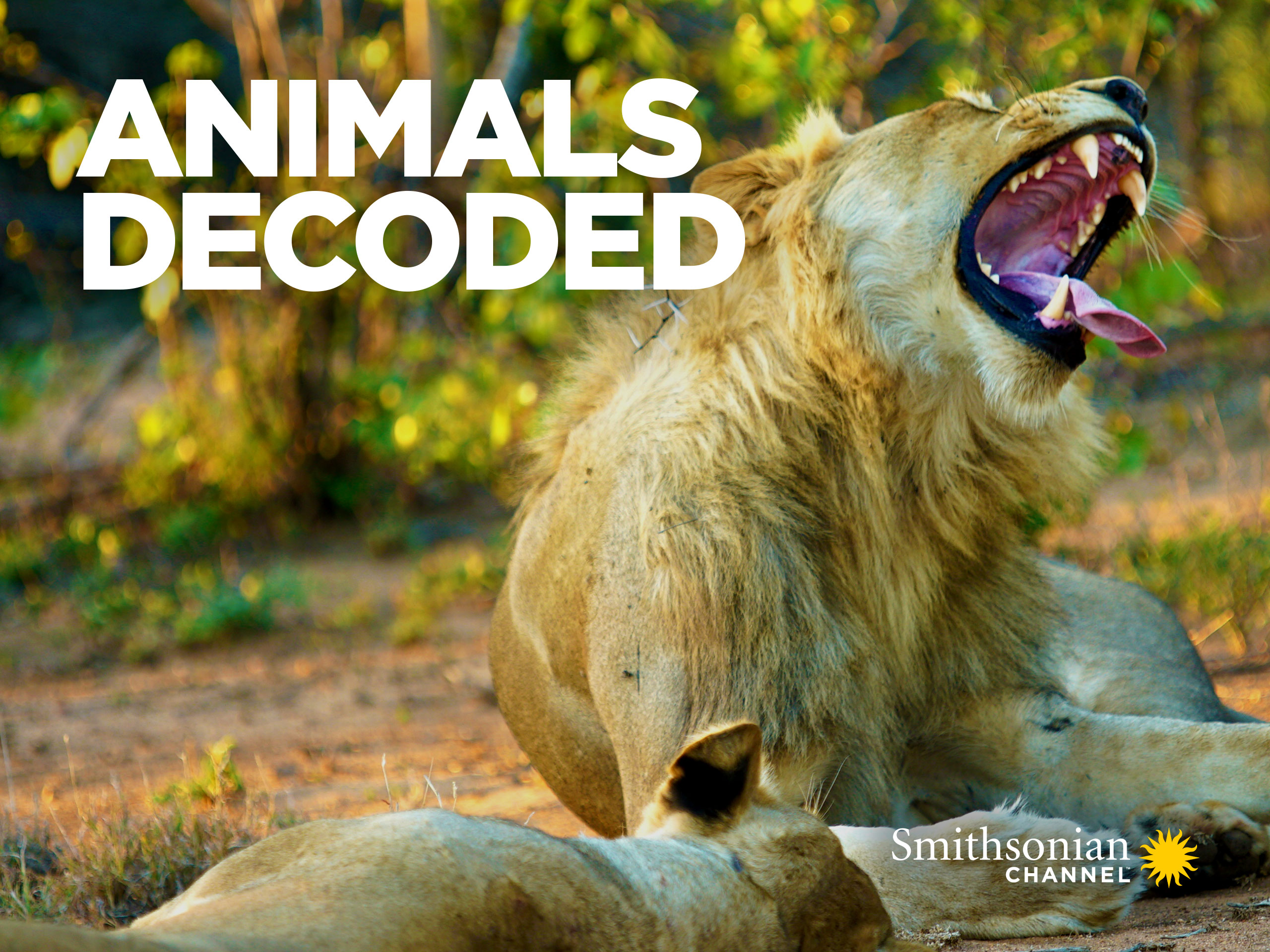 Prime Video: Animals Decoded - Season 1