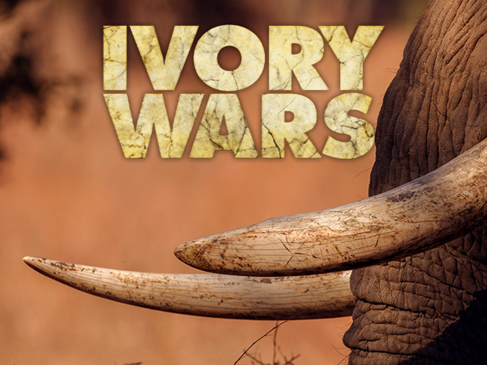 Prime Video: Ivory Wars - Season 1