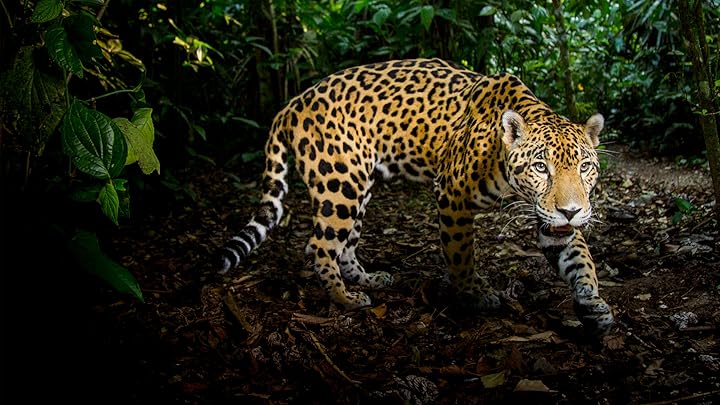 Prime Video: Big Cats - Season 1