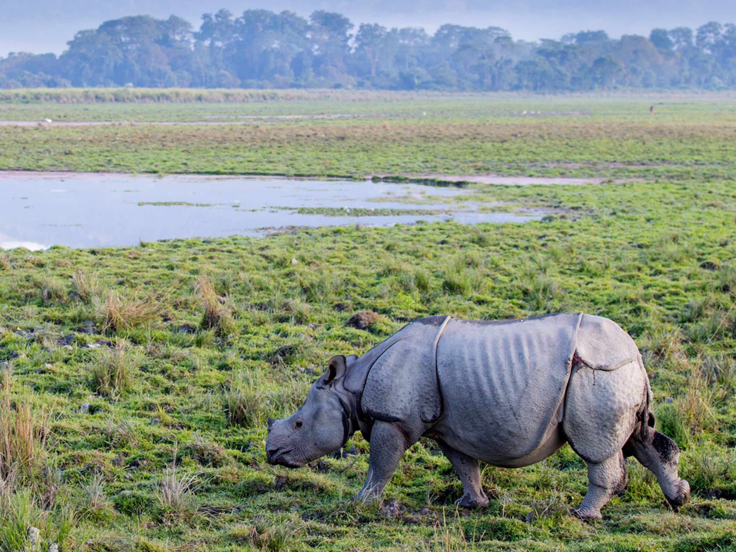 Prime Video: Wild Wild India Hindi