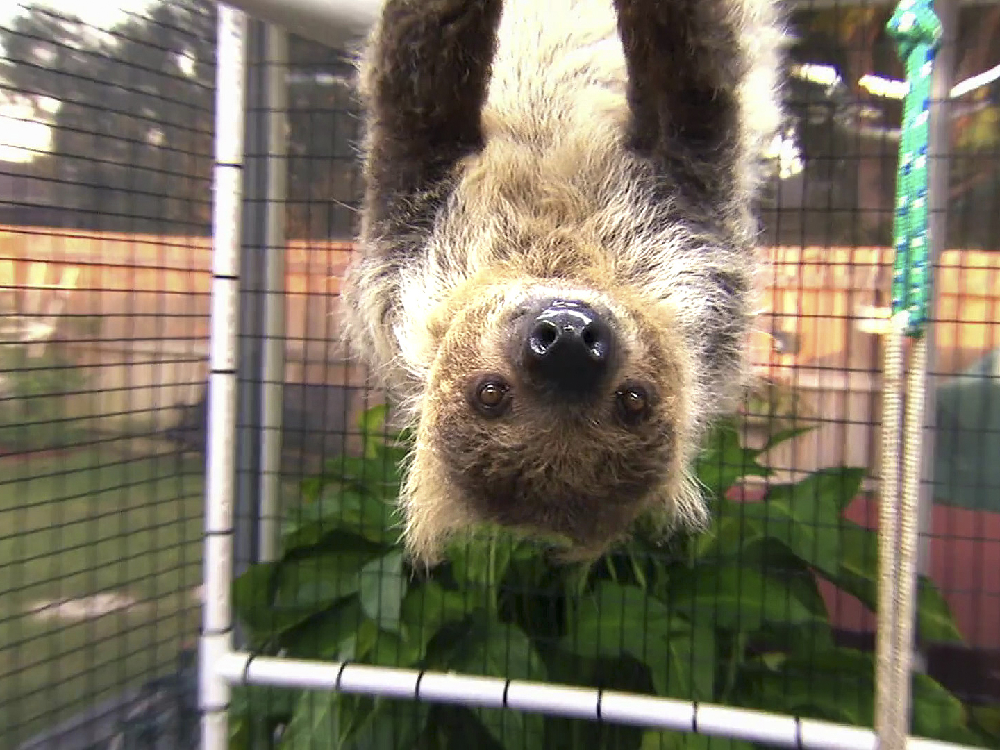 Prime Video: Pets 101 - Season 2