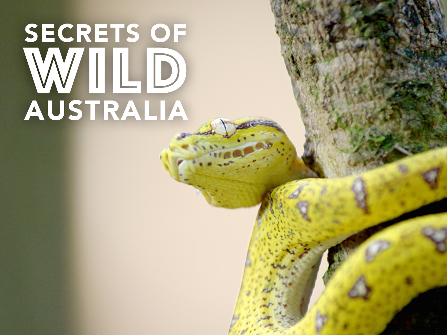 Prime Video: Secrets of Wild Australia