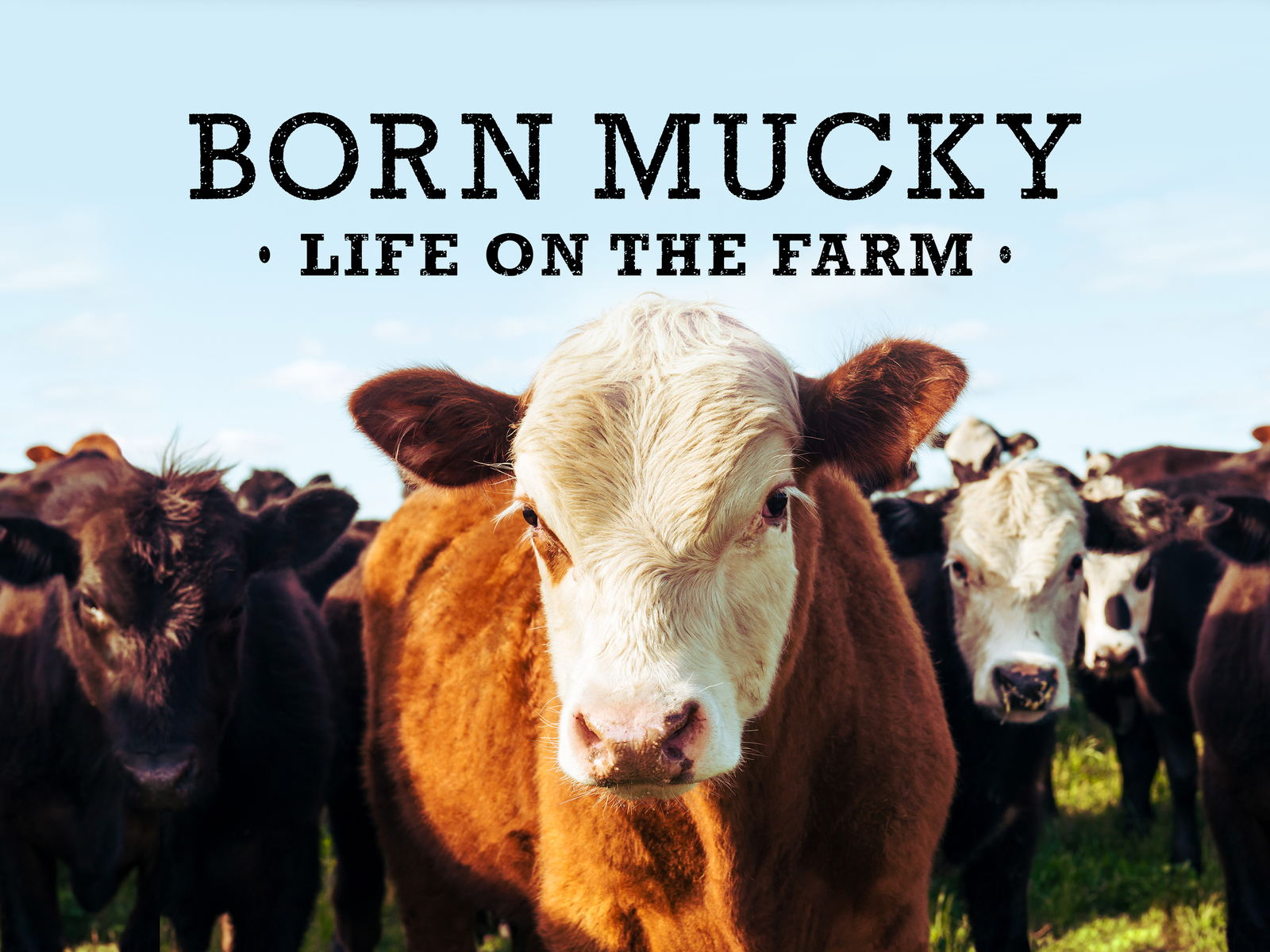 Prime Video: Born Mucky: Life on the Farm - Season 2
