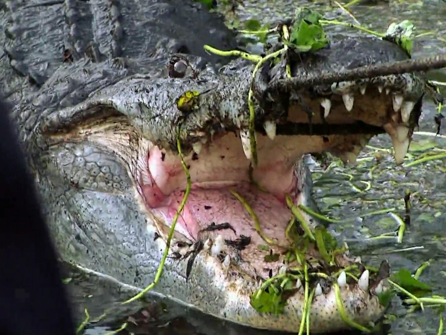 Prime Video: Swamp Brothers - Season 1