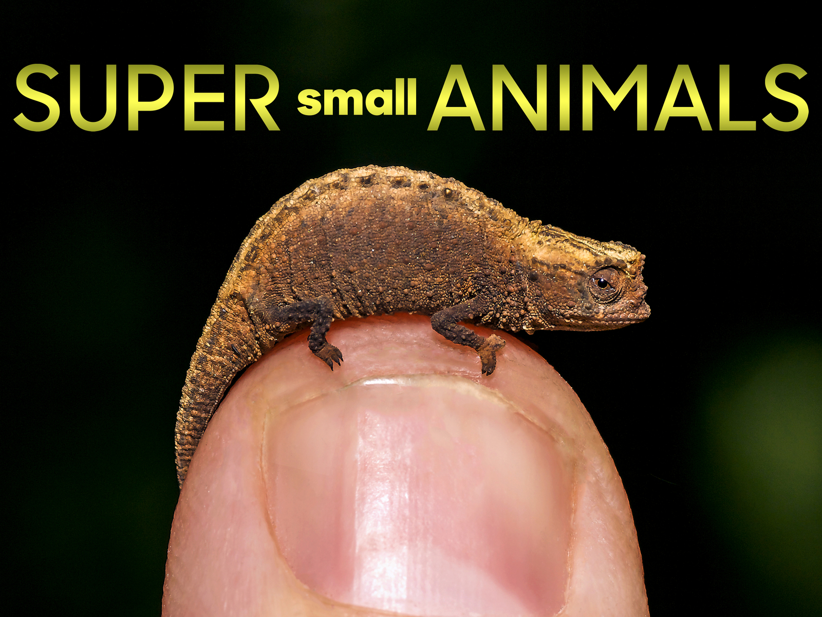 Prime Video: Super Small Animals - Season 1