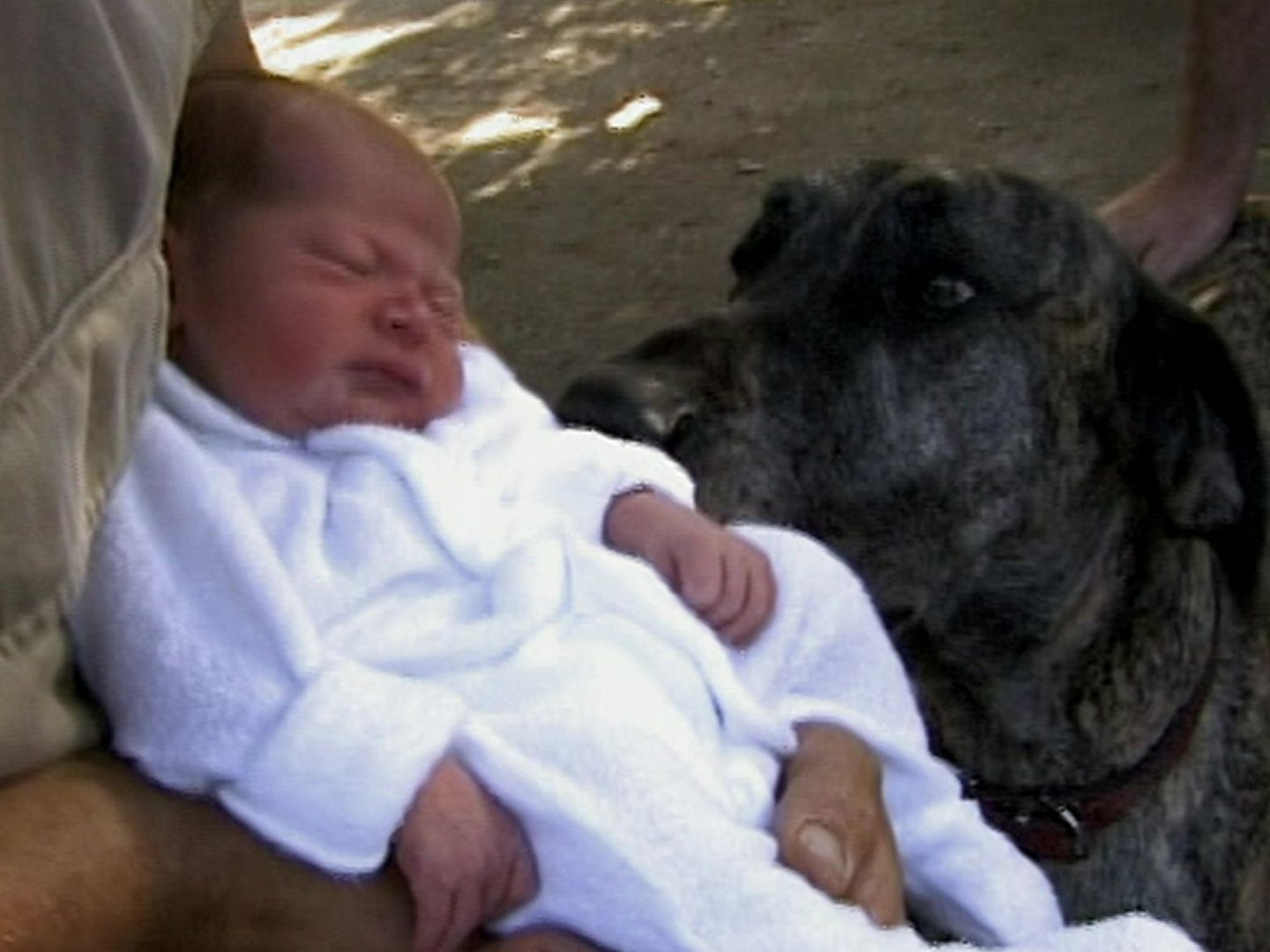 Prime Video: Crocodile Hunter Diaries - Season 1