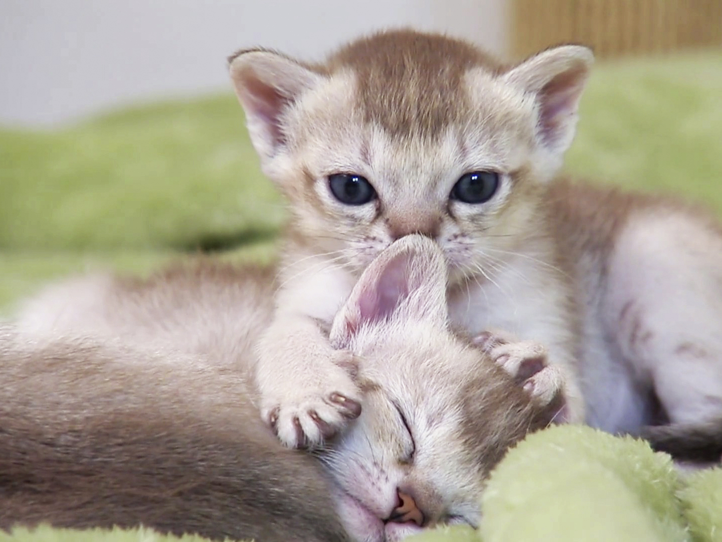 Prime Video: Too Cute! - Season 2