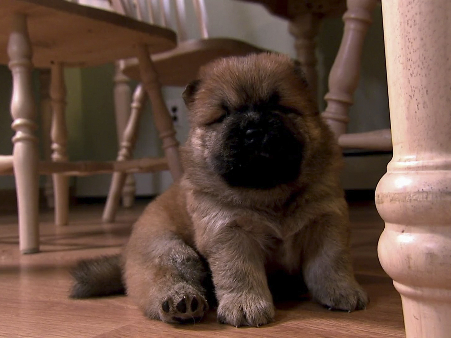 Prime Video: Too Cute! - Season 1