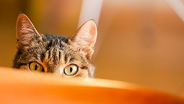 Watch The Lion In Your Living Room | Prime Video