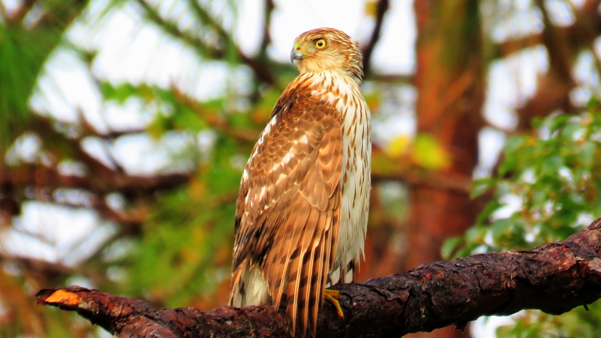 Amazon.com: Movies for Cats - Cooper's Hawk Hunting : Cooper's Hawk ...