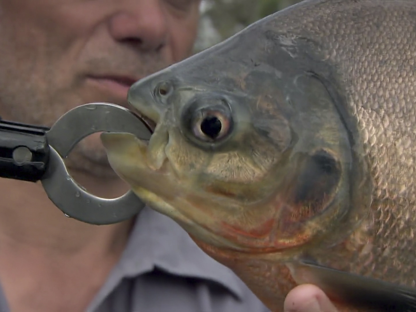 Prime Video: River Monsters - Season 3