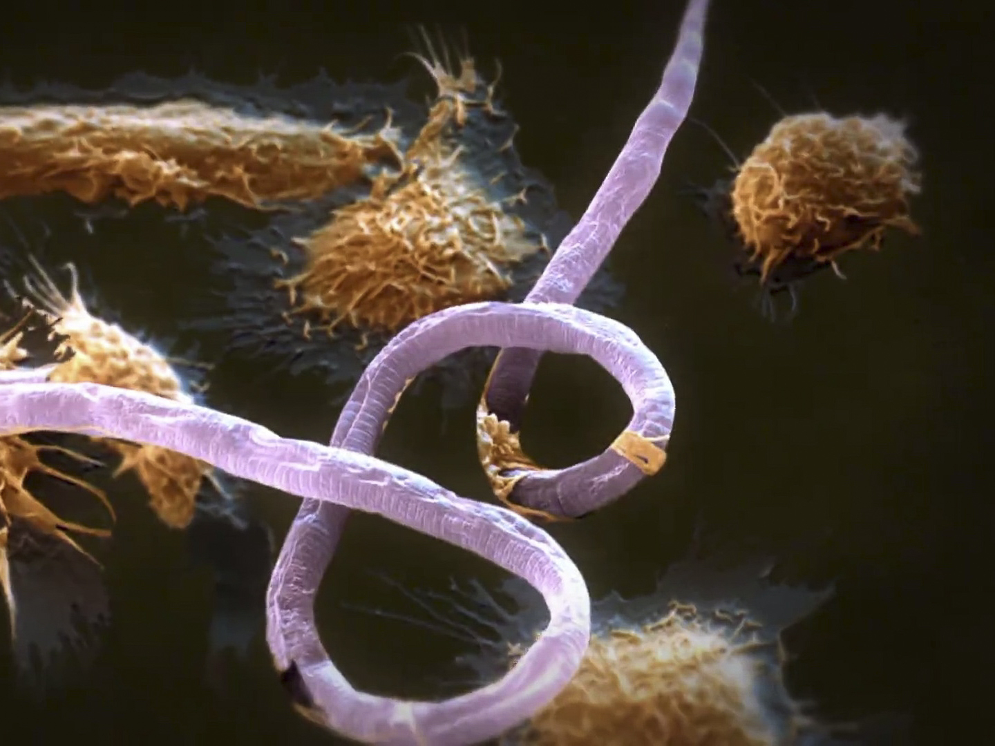 Prime Video: Monsters Inside Me - Season 3