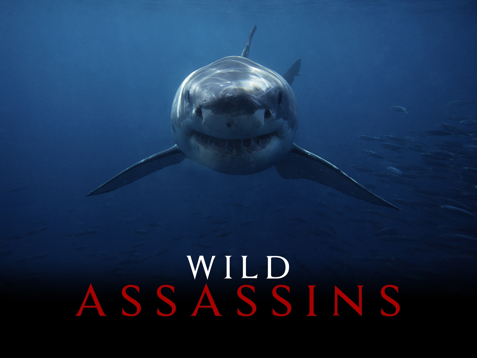 Prime Video: Wild Assassins