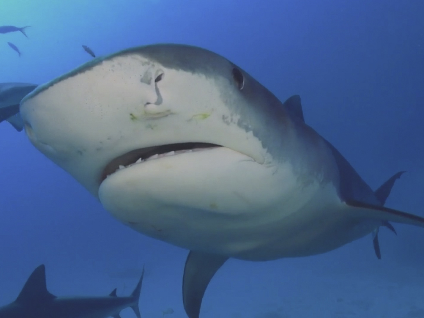 Prime Video: Weird, True, and Freaky - Season 4