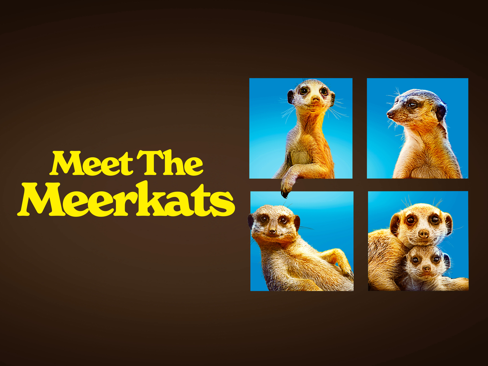 Prime Video: Meet The Meerkats - Season 1