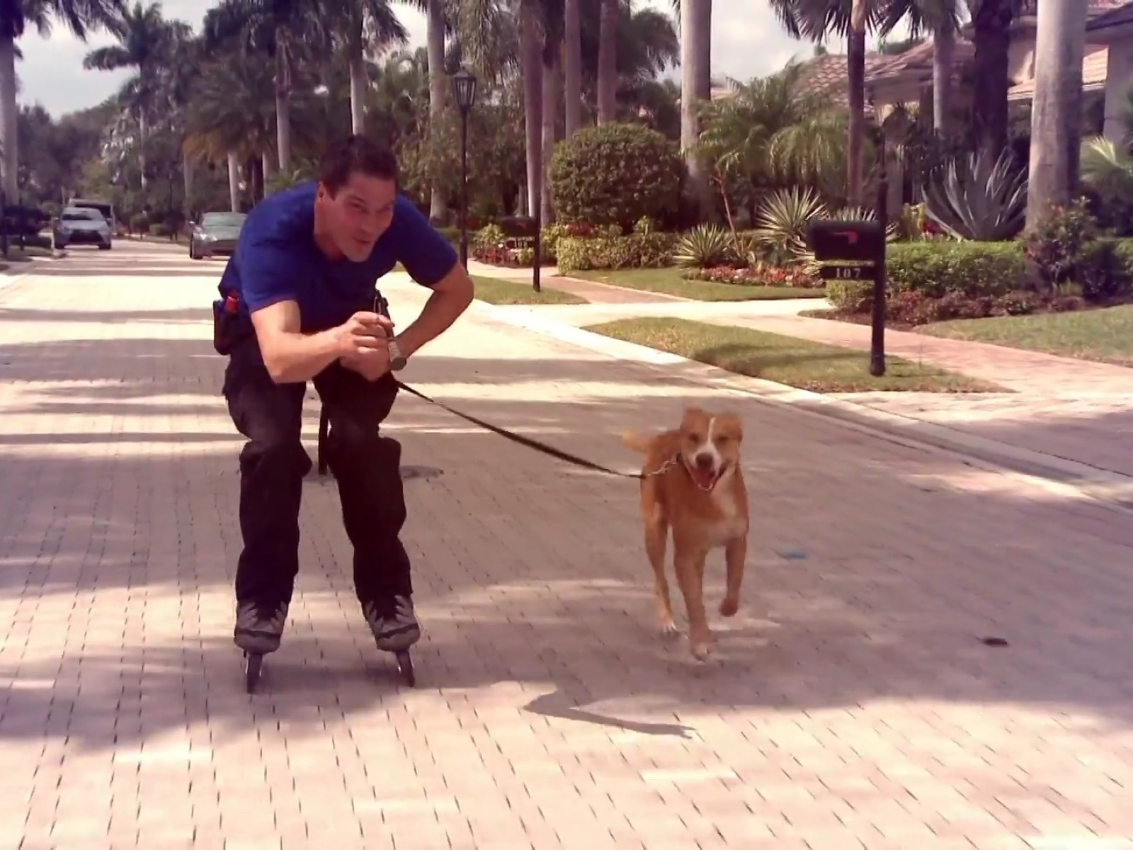 Prime Video: Dog Tales: Tibor to the Rescue