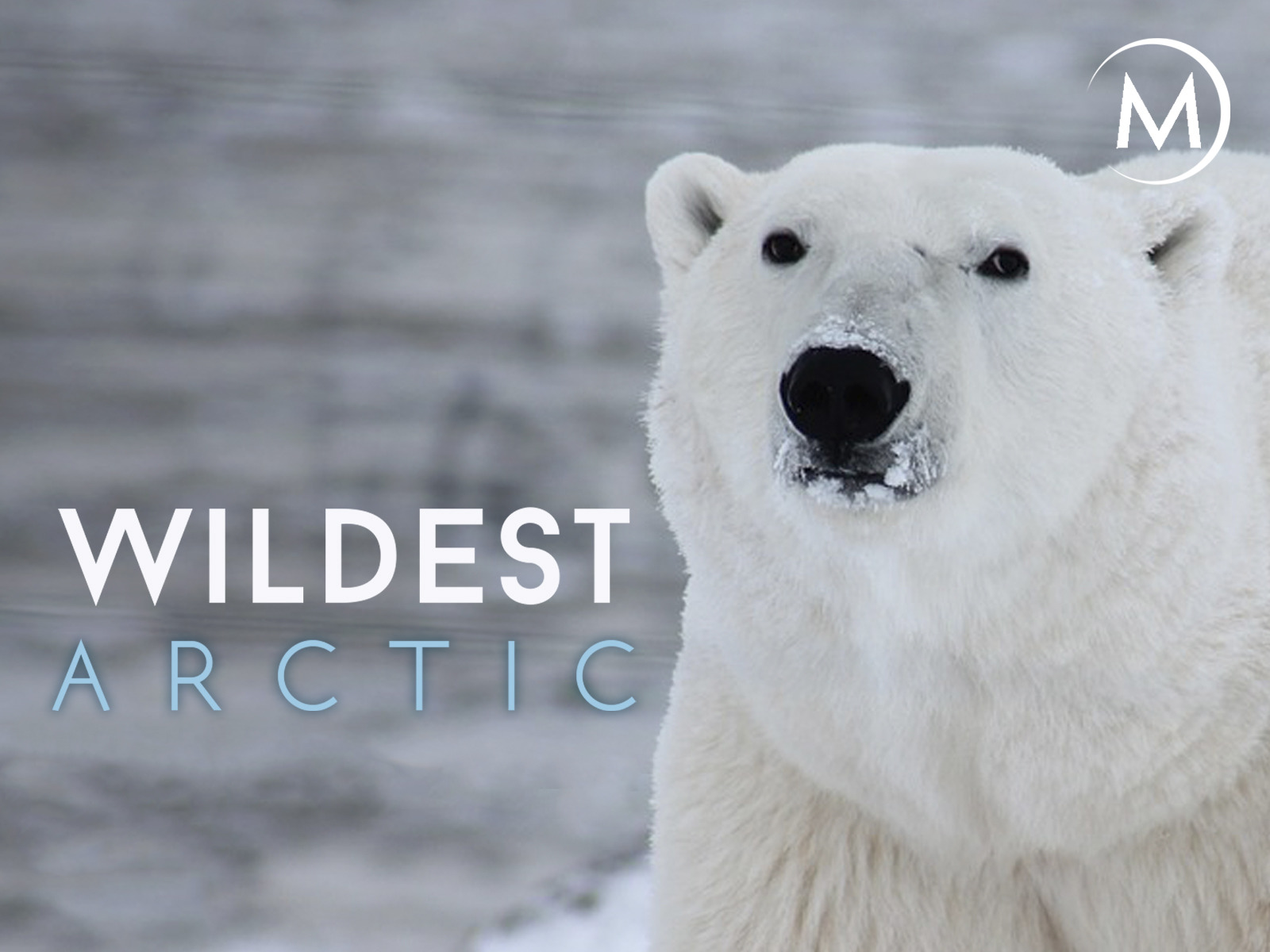 Prime Video: Wildest: Arctic