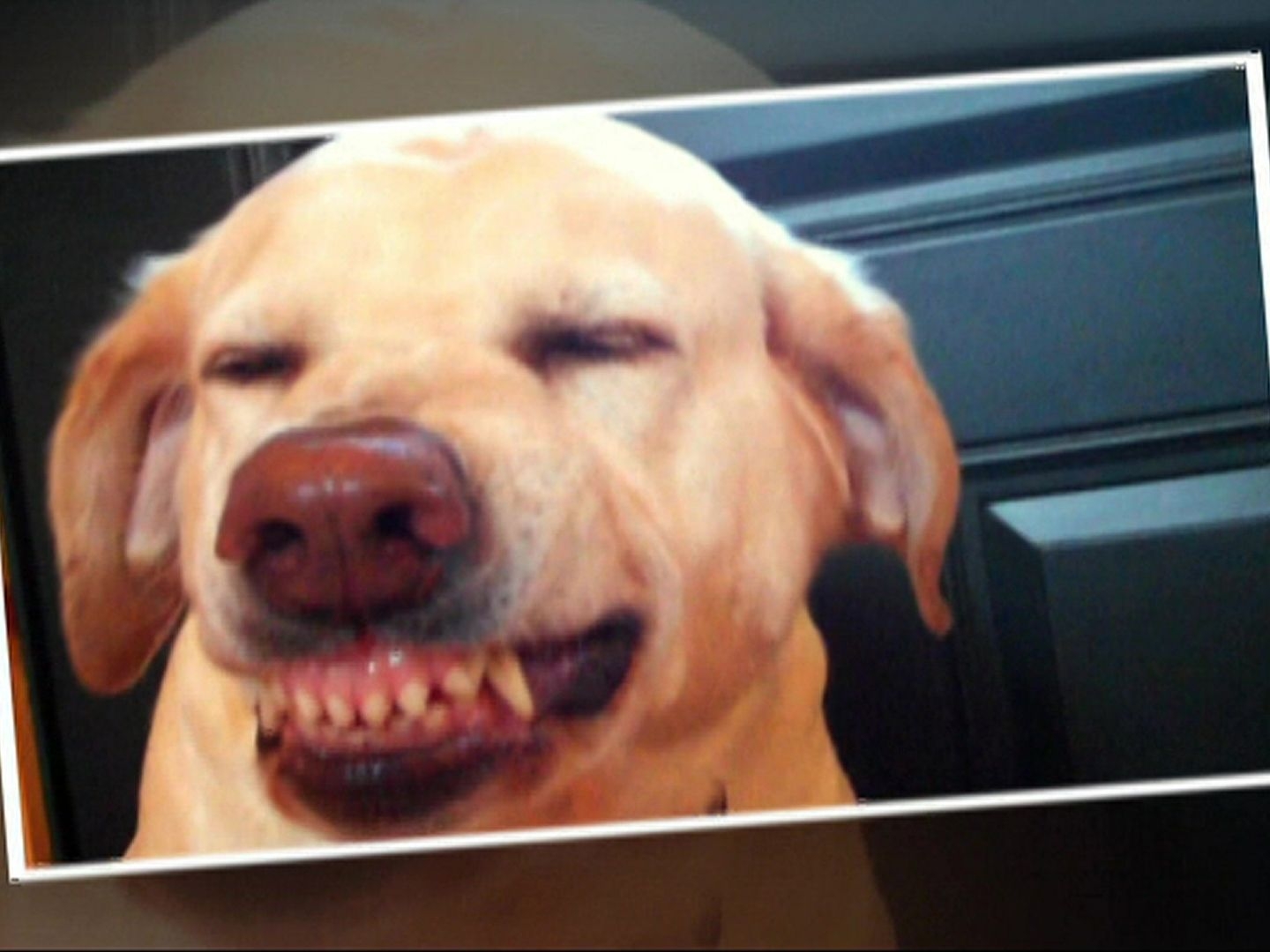 Why Do Dogs Smile When Theyre Guilty