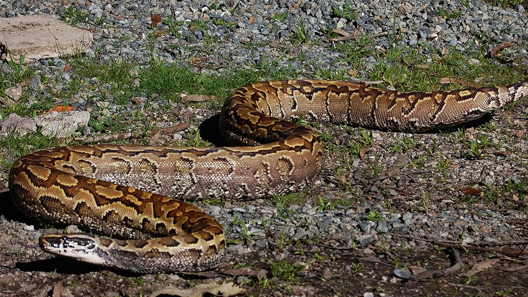 Prime Video: Devoured: Man-Eating Super Snake Returns - Season 1