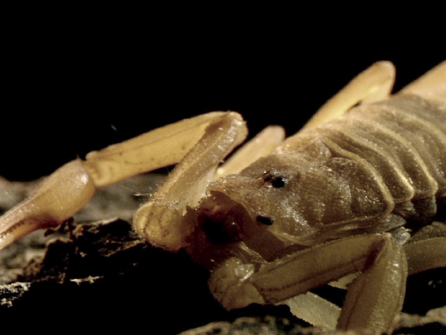 Prime Video: Infested! - Season 2