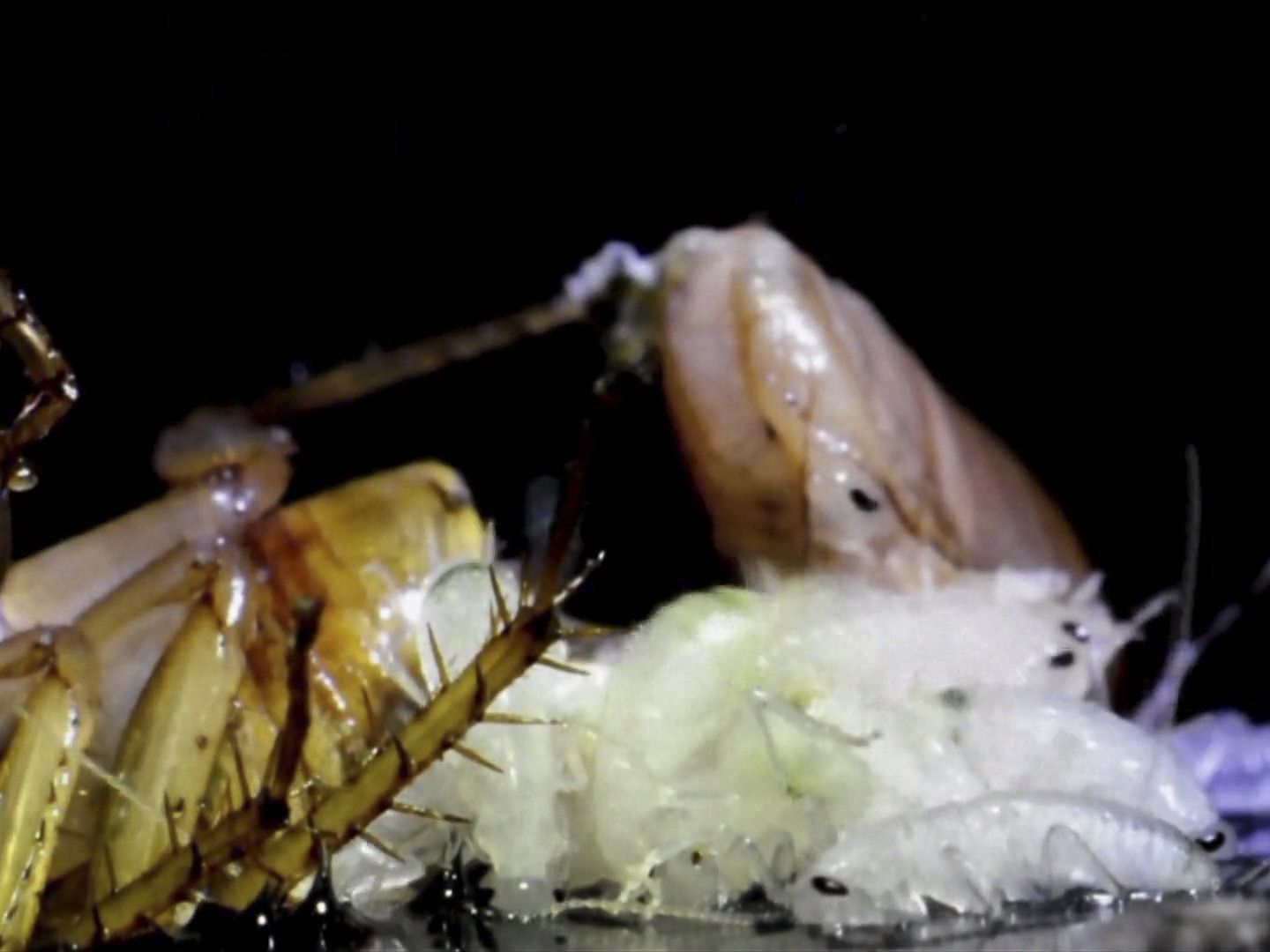 Prime Video: Infested! - Season 2