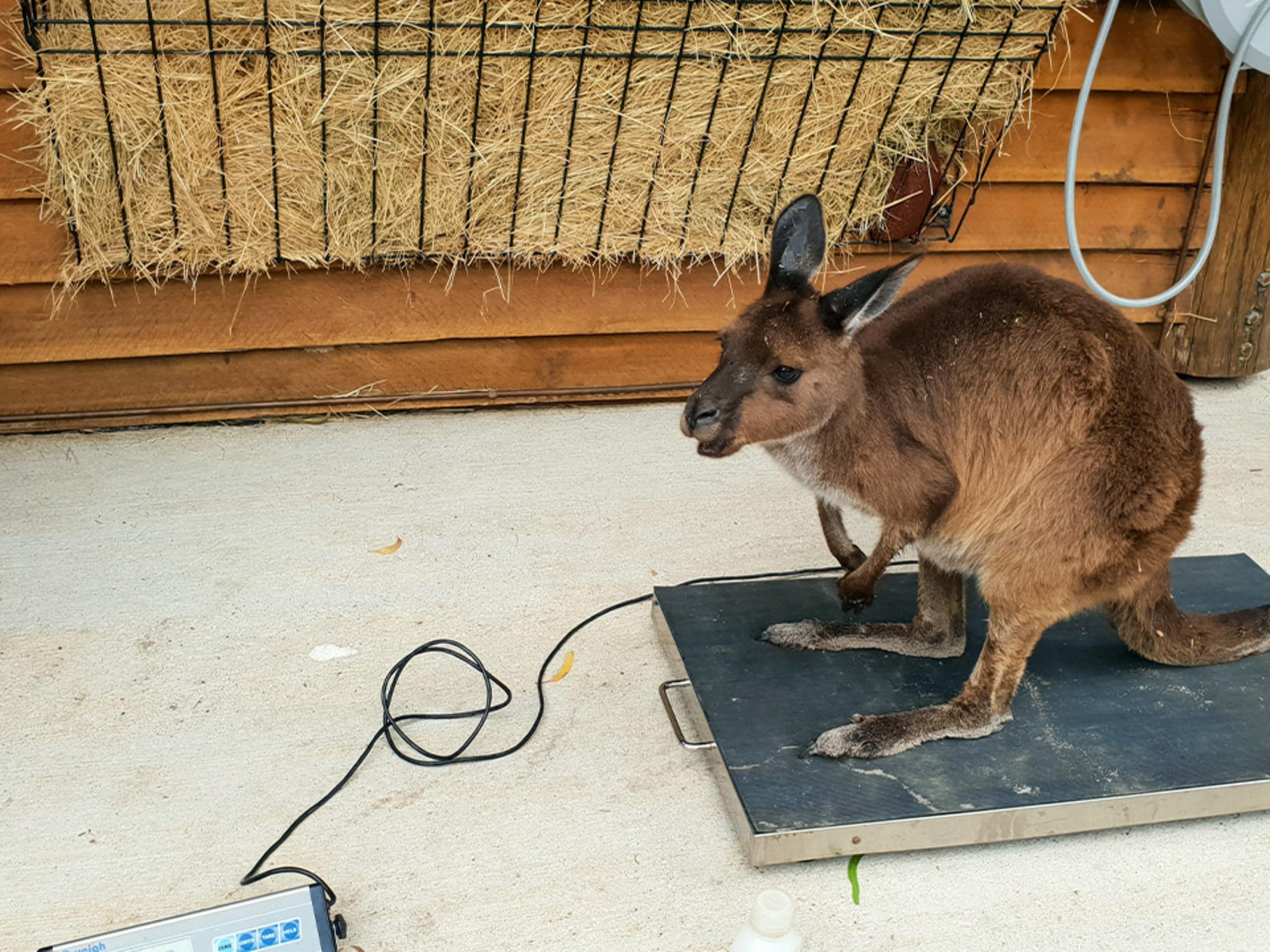 Prime Video: Mega Zoo - Saison 1