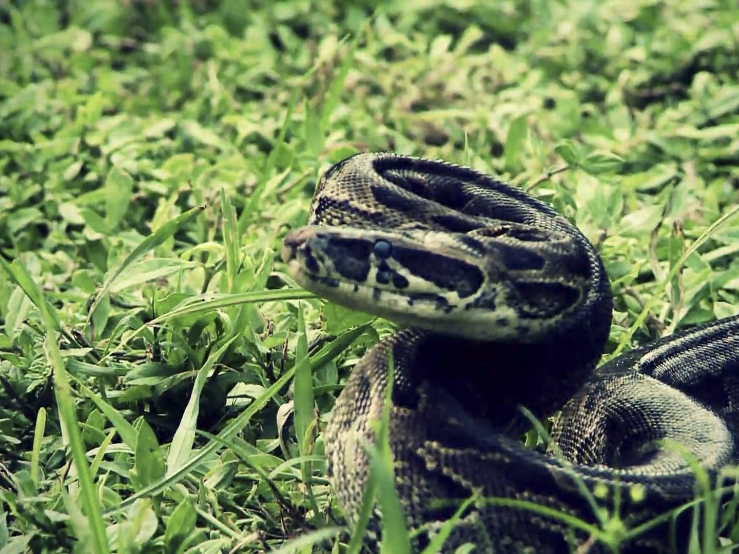 Prime Video: Swamp Wars - Season 3