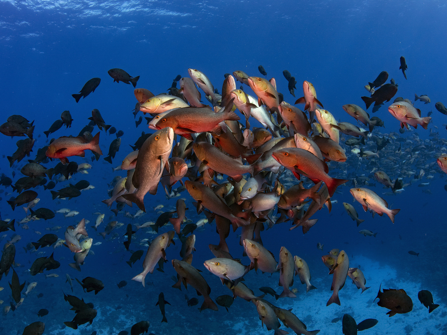 Prime Video: Chasing Ocean Giants - Season 1