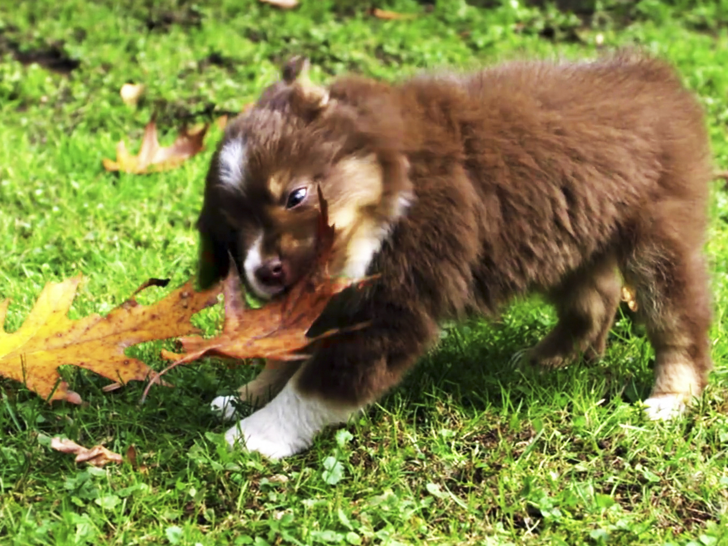 Prime Video: Too Cute! - Season 2