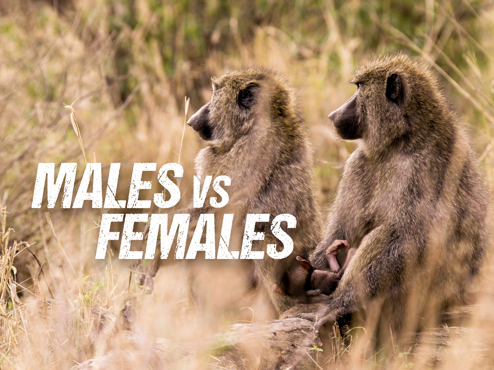 Prime Video: Males Vs Females - Season 1