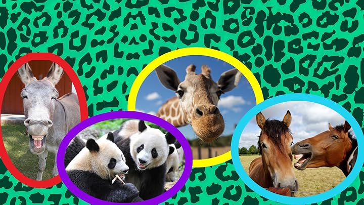 Watch Animal Party Collection | Prime Video